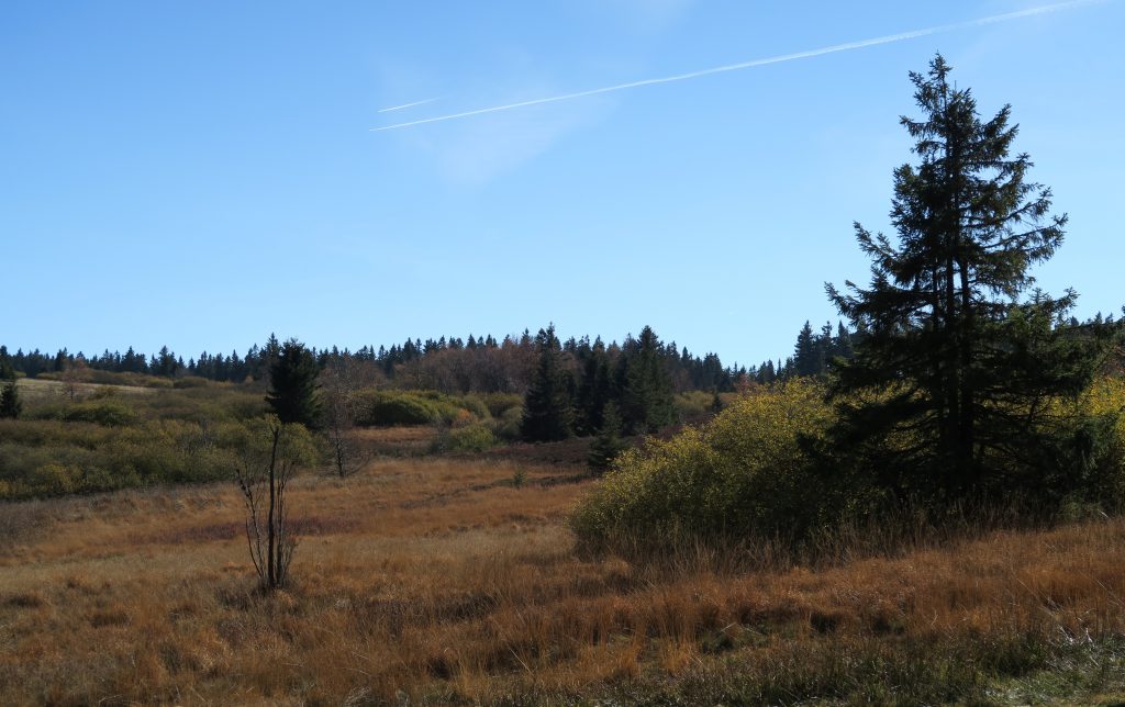 Société Botanique d'Alsace » Le Champ du Feu